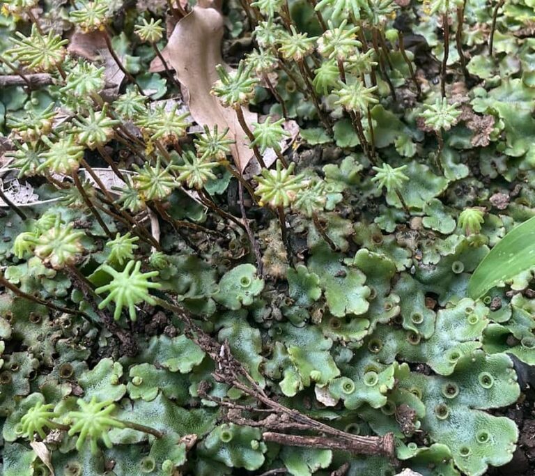 From Humble Moss to Star! Witness Male & Female Liverworts and Their ...