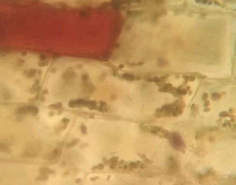 オオカナダモを茹でてヨウ素液を垂らしてみる（光合成を行う場所を調べる実験） – 科学のネタ帳