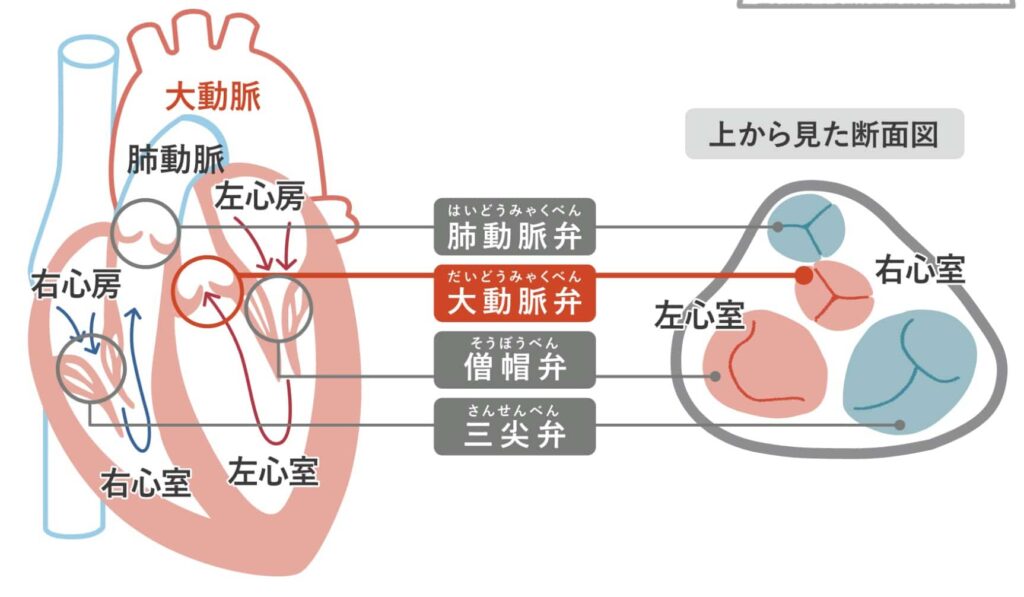 心臓の弁の本当の形がよくわかるサイト（心臓弁膜症サイト） 科学のネタ帳