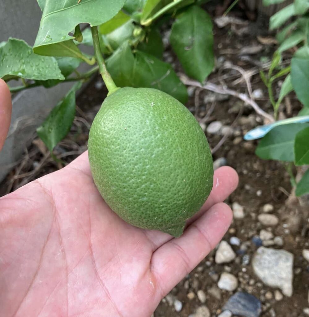 A Squeeze of Lemon Is a Chemistry Experiment! Your Dining Table Turns ...